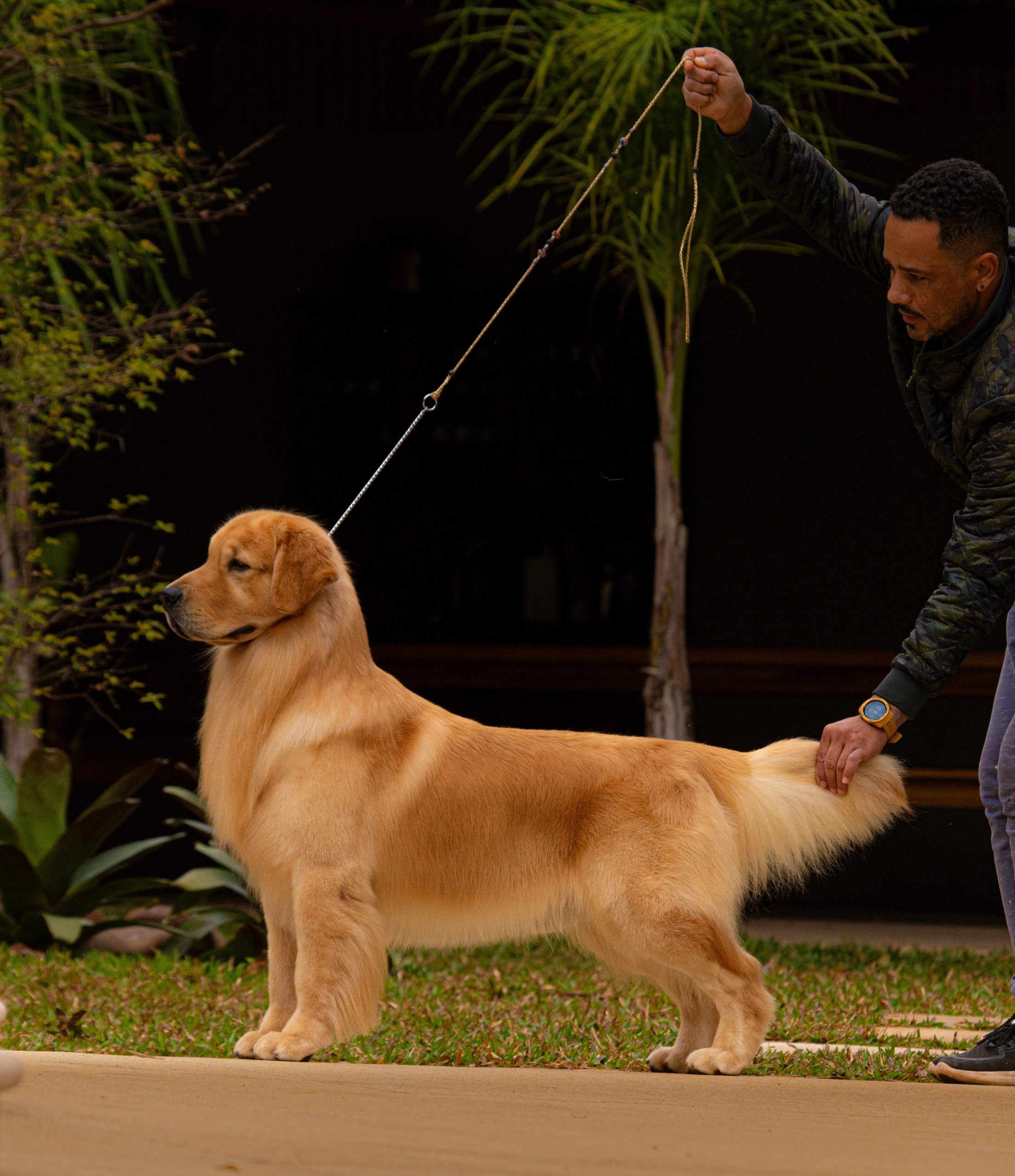 Ch Goldentrip Hasmus at Gld Grape (HASMUS) – Golden Trip Kennel