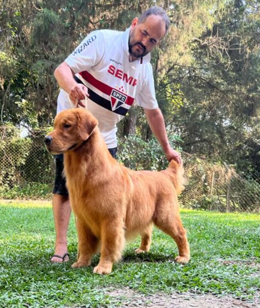 Goldentrip Delavega BOSS of NIHAU (BOSS) – Golden Trip Kennel